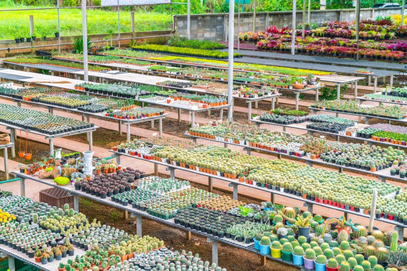 Beautiful Small Cactus Field . Stock Photo - Image of cacti ...