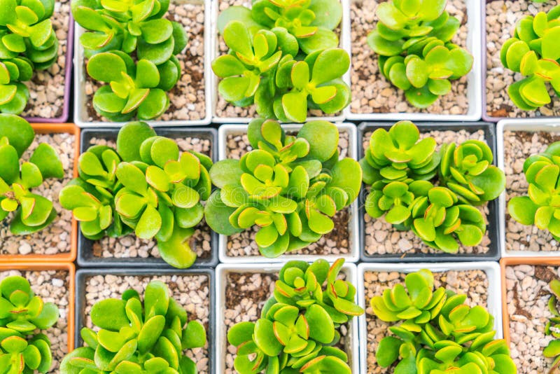 Beautiful Small Cactus Field . Stock Photo - Image of natural, colorful ...