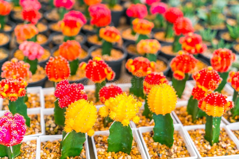 Beautiful Small Cactus Field . Stock Photo - Image of nature, garden ...