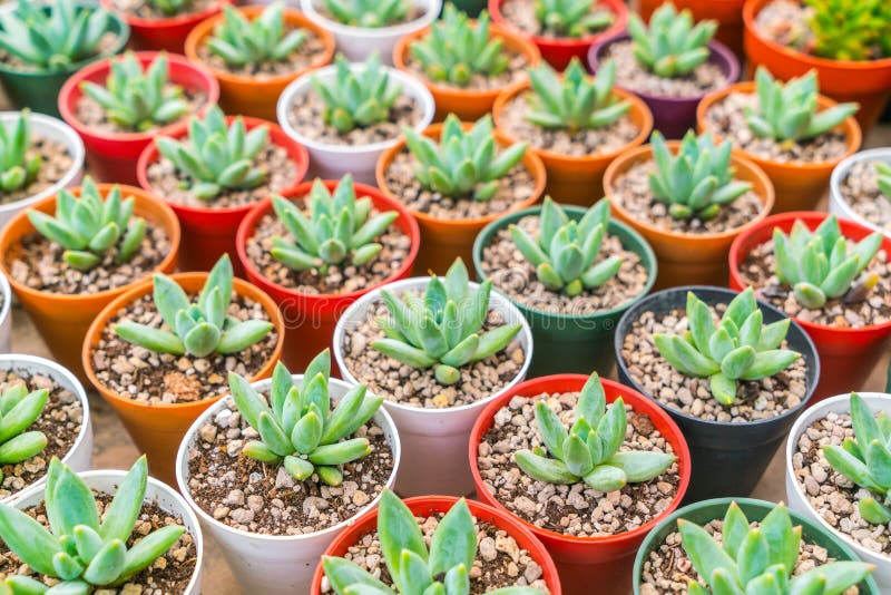 Beautiful Small Cactus Field . Stock Image - Image of nature, abstract ...