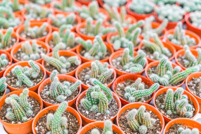 Beautiful Small Cactus Field . Stock Photo - Image of botany, leaf ...