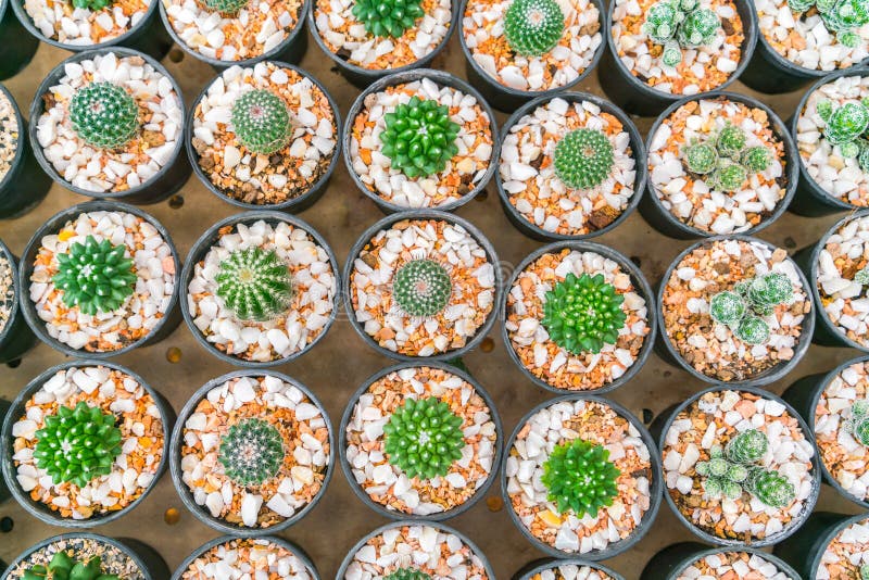 Beautiful Small Cactus Field . Stock Image - Image of leaf, arid: 76773945