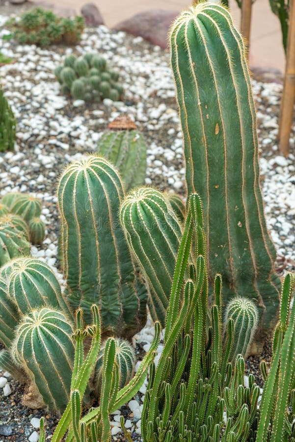 Cactus field stock photo. Image of botany, prickly, daylight - 60647818