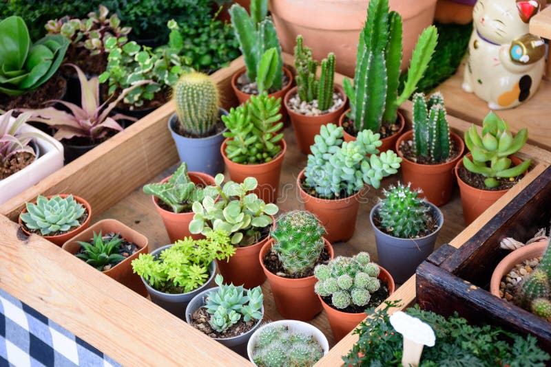 Beautiful Small Cactus Pots Stock Image - Image of garden, domestic ...