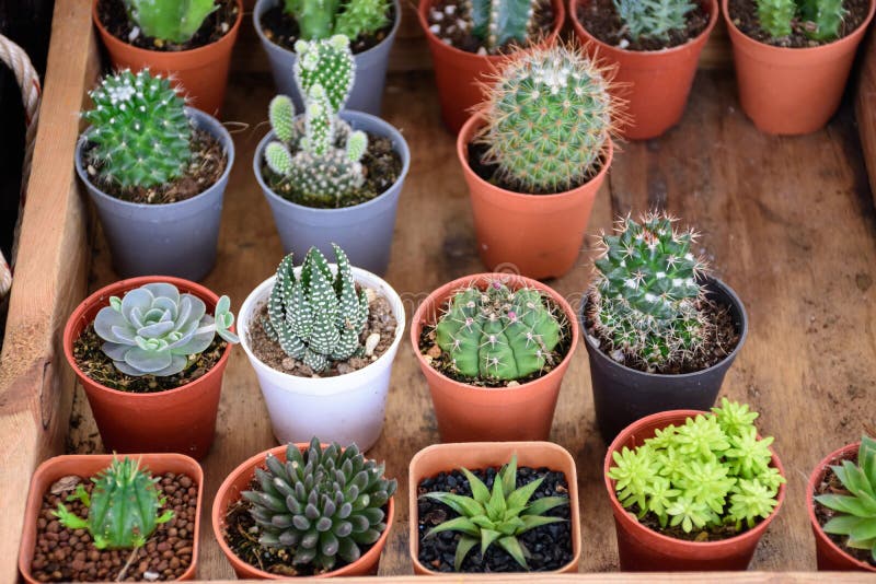A small cactus in the pot stock photo. Image of green - 108496444