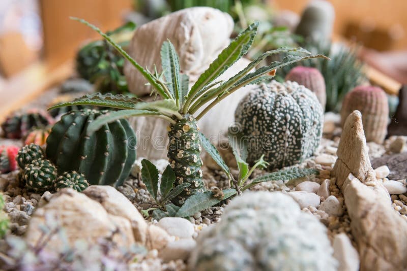 Beautiful Small Cactus Tree with Leaf and White Rock Decoration Stock ...