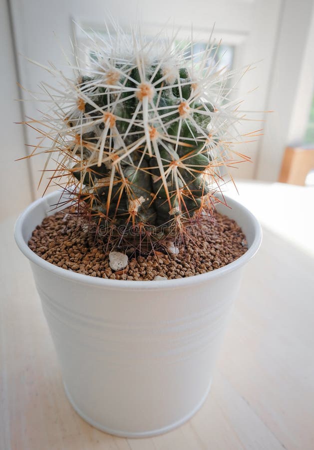 Small cactus tree in pots stock photo. Image of houseplant - 170542062