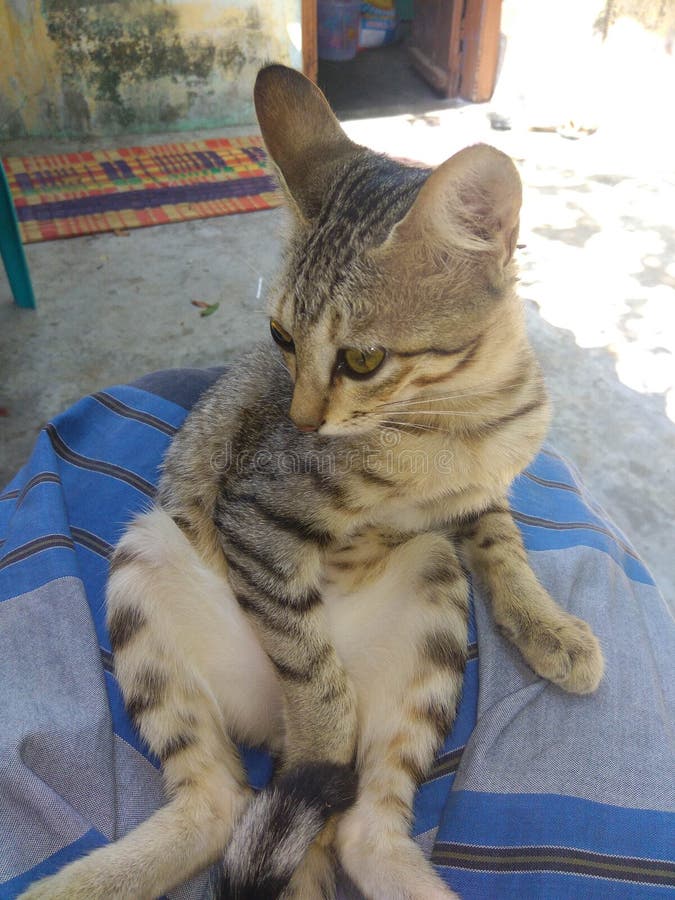 Beautiful small cats stock photo. Image of small, beautiful - 114346934