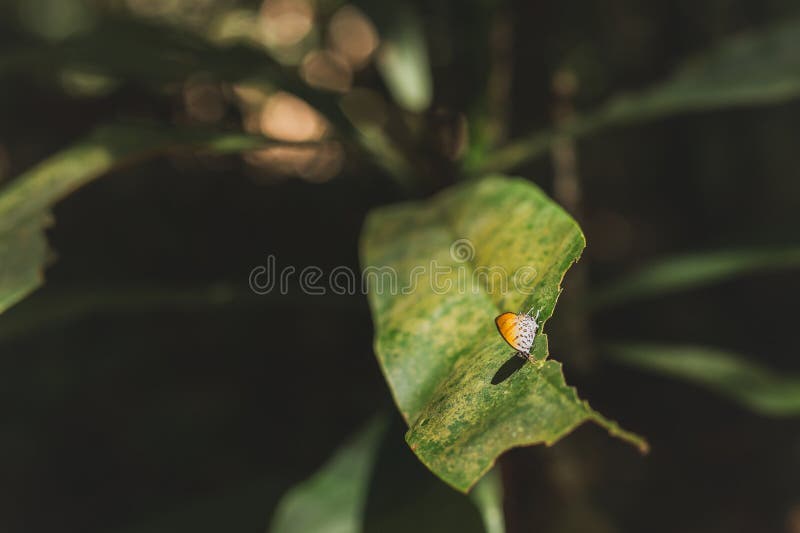 Beautiful Small Colorful Butterfly on a Green Leaf in Forest. Stock ...
