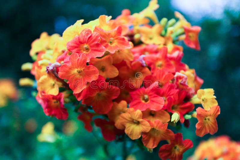 Beautiful Small Colourful Flowers Stock Image - Image of flowers ...