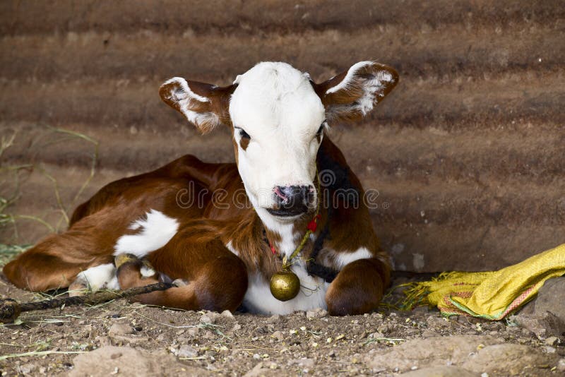 Small cow is a calf. stock image. Image of mammal, bovine - 247175211