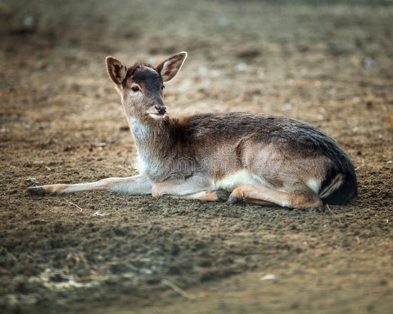 Beautiful Small Deer Resting on the Ground Stock Photo - Image of cute ...
