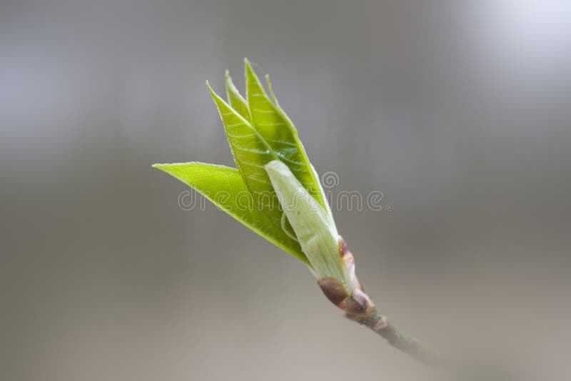 A L Small Delicate First Spring Bud on a Tree Branch Stock Photo ...