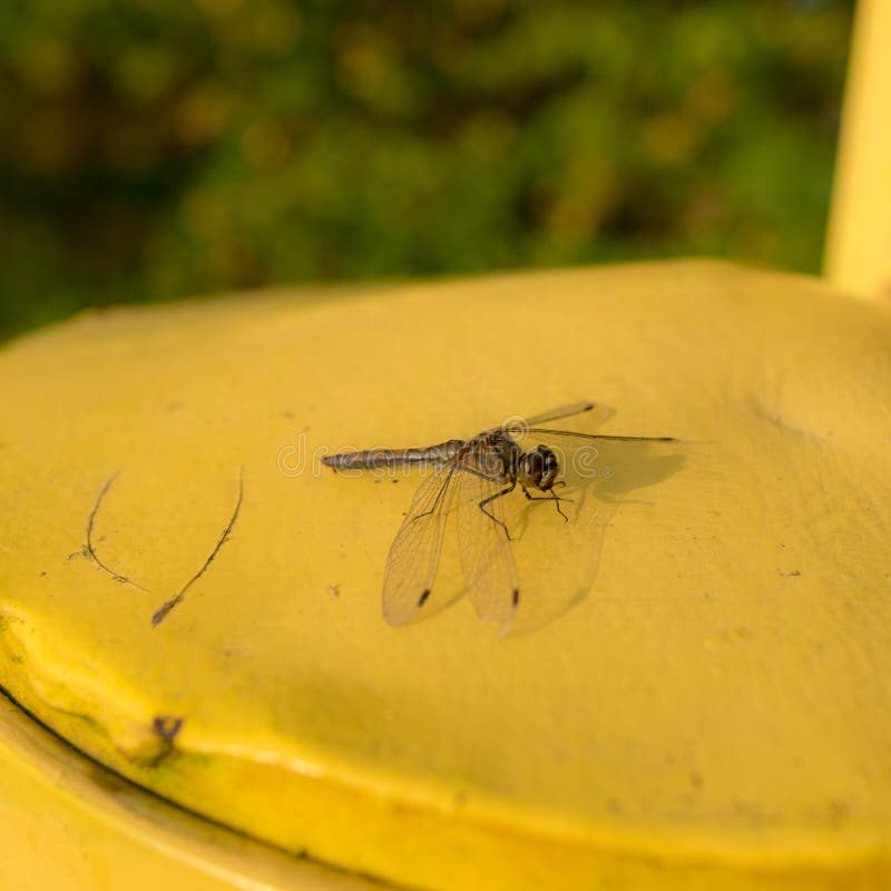 Small dragonfly stock image. Image of outdoors, fauna - 15652531