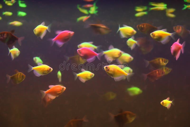 18,314 Aquarium Texture Stock Photos - Free & Royalty-Free Stock Photos ...