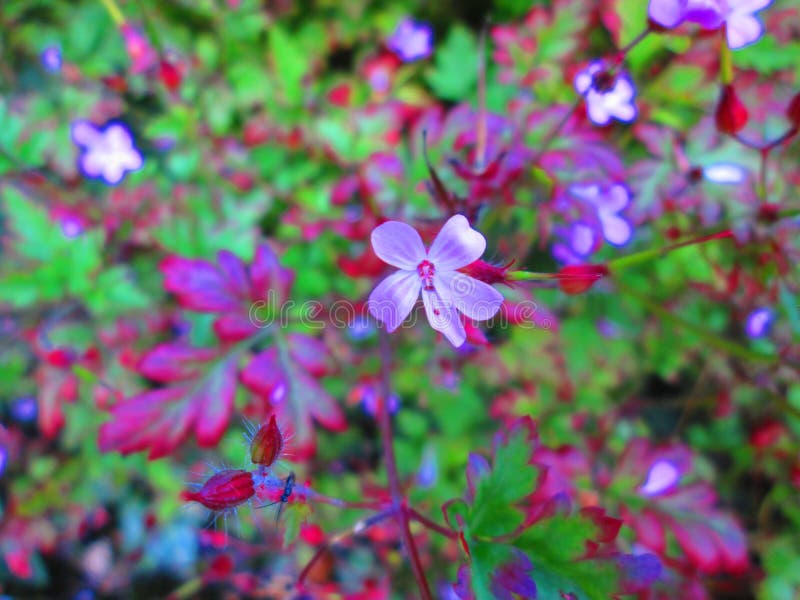 Beautiful Small Flower stock image. Image of meadow - 193340593