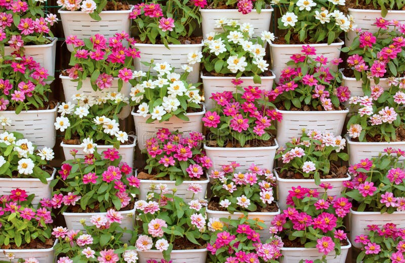 Beautiful Small Flower in Plastic Flowerpot Stock Photo - Image of ...