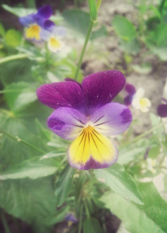 Violet stock image. Image of ukraine, small, violet - 121860647