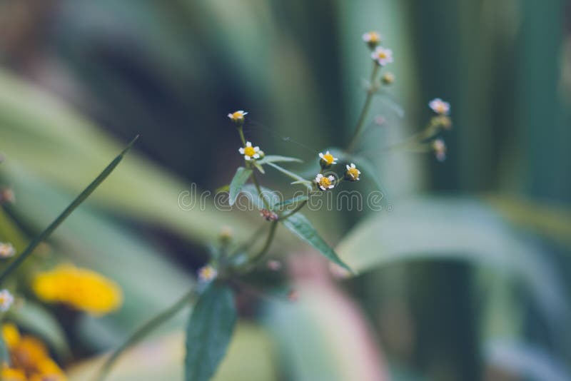 Beautiful Small Flowers with a Cobweb Stock Image - Image of cobweb ...