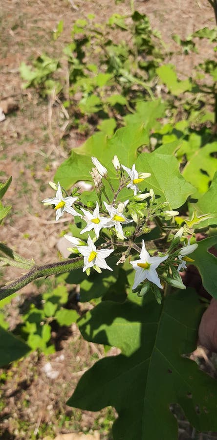 Beautiful Small Small Flowers Stock Photo - Image of herb, food: 242389108