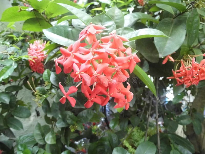 Beautiful small flowers stock photo. Image of small - 100146154