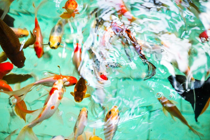Beautiful Small Goldfish in the Pond. Close-up Stock Photo - Image of ...