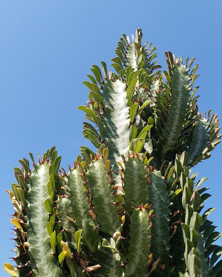 Beautiful Small Green Leaf Cactus Stock Photo - Image of crop ...