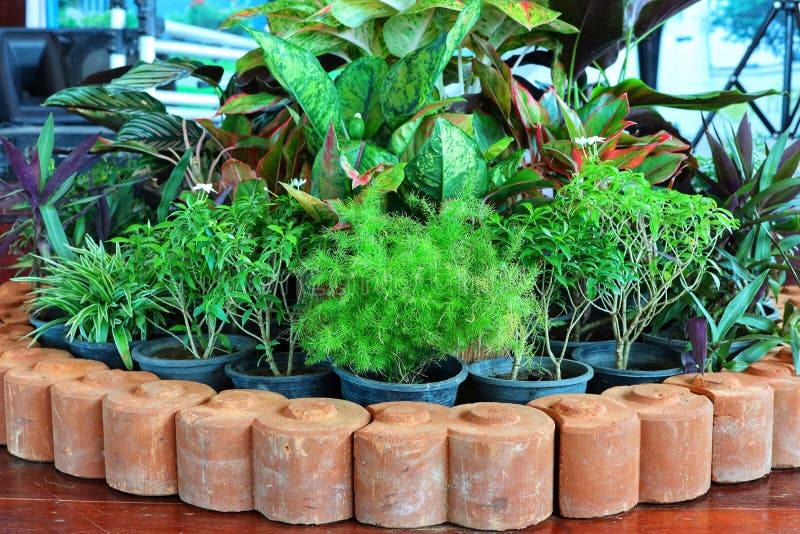 Beautiful Small Green Leafy Garden Decoration in the Garden Building ...