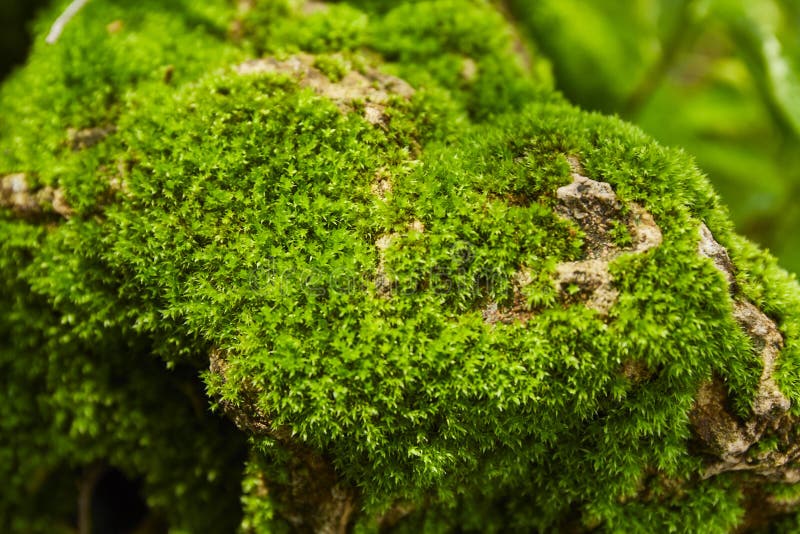 Beautiful Green Moss on Stone Stock Photo - Image of ground, growth ...
