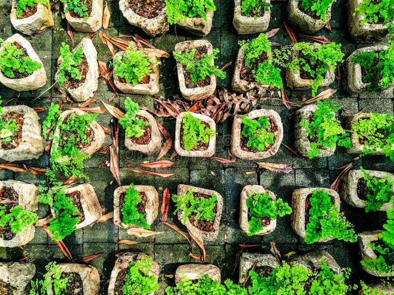 Beautiful Small Green Tree in a Pot Full of Space with Dry Leaves ...