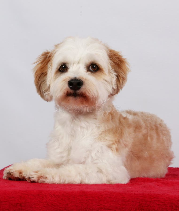 Havanese Portrait in the Studio Stock Image - Image of isolated, lovely ...