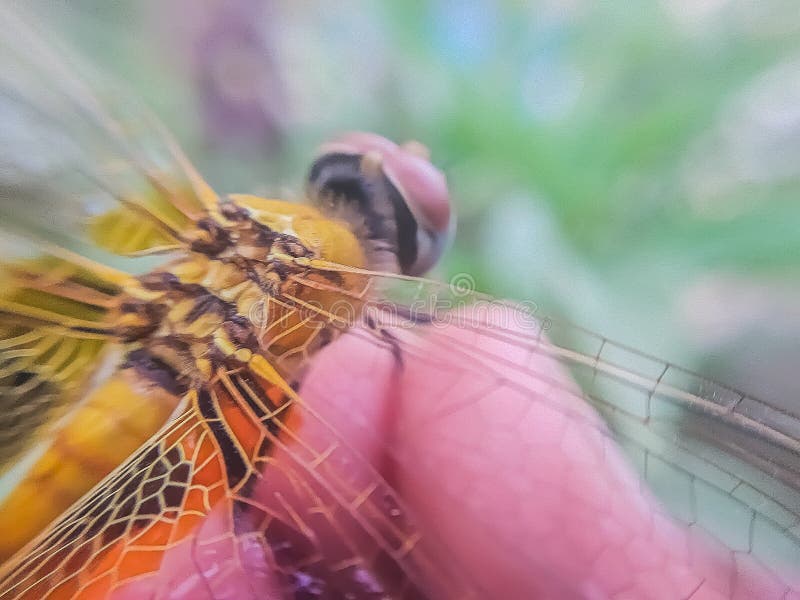 Beautiful small insect stock photo. Image of natural - 157100198