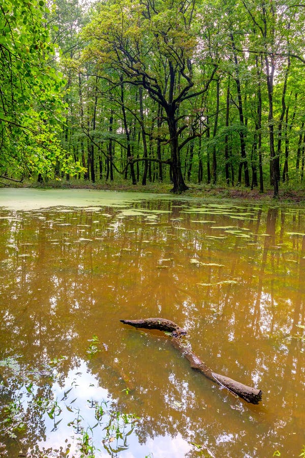 Beautiful Small Lake in a Oak Forest Stock Image - Image of season ...
