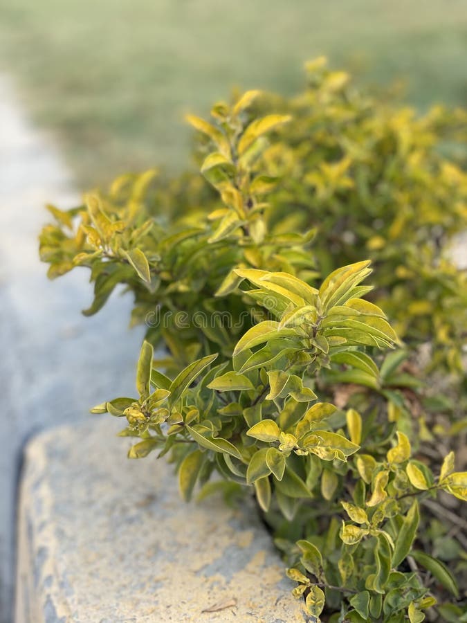 Beautiful Small Leaf of Village. Stock Image - Image of autumn, leaf ...