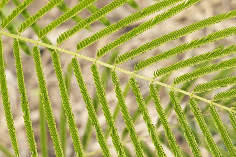 Beautiful Small Leaves Arranged in Rows Stock Photo - Image of fresh ...