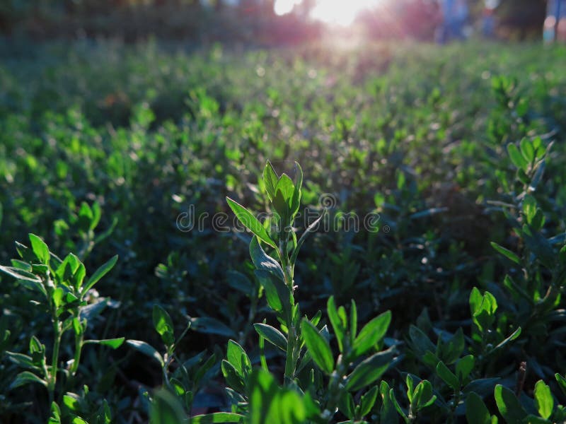 Beautiful Leafs of the Small Green Plants Stock Image - Image of ...