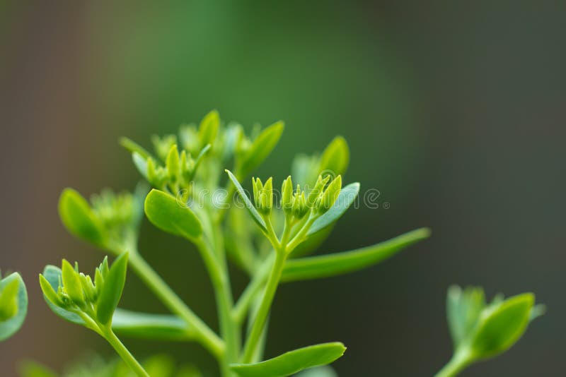 Beautiful Small Leaves in Nature. Macro Stock Photo - Image of beauty ...