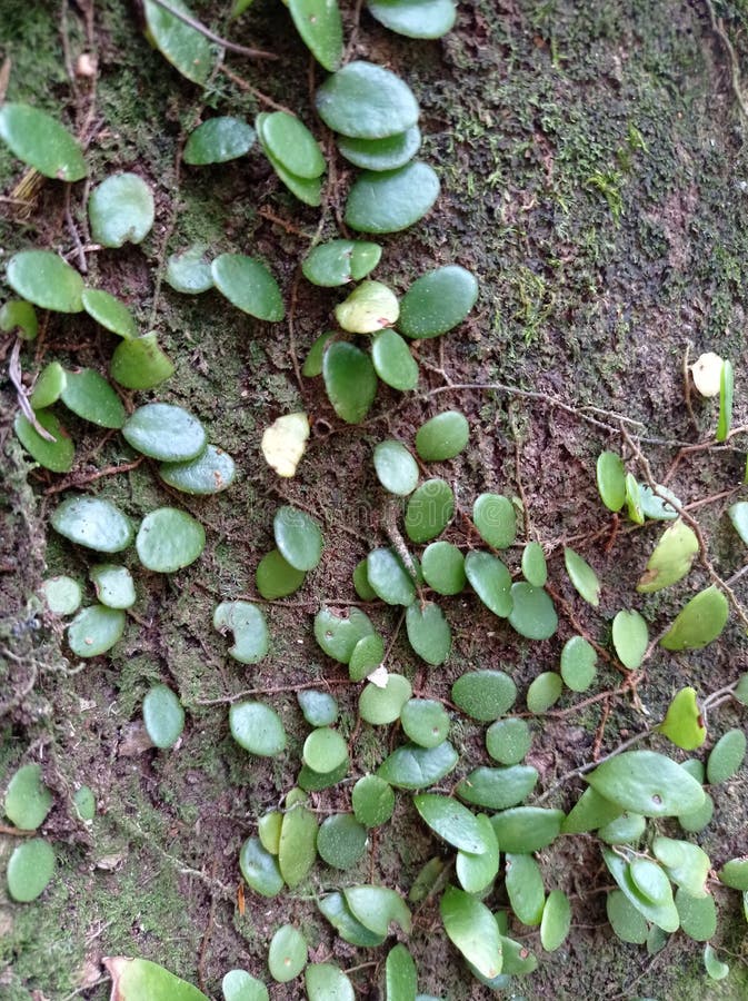 Beautiful Small Leaves on the Tree Stock Photo - Image of leaves, shrub ...