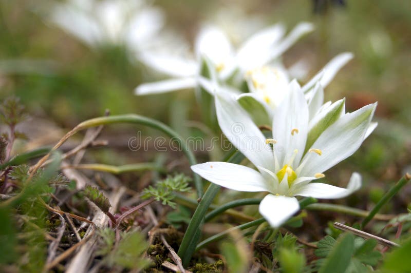 Beautiful and Small Mountain Flower Stock Image - Image of closeup ...