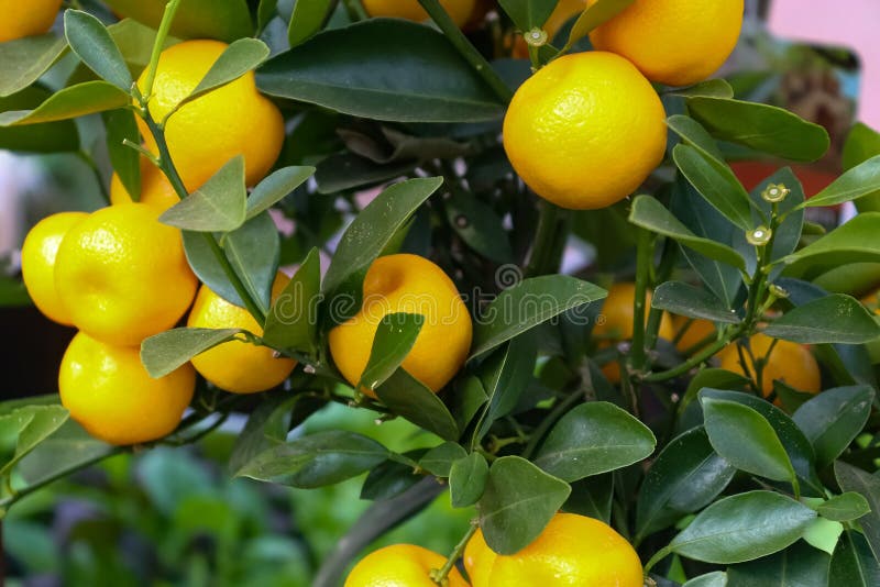 Beautiful Small Orange Trees in a European Garden Stock Image - Image ...