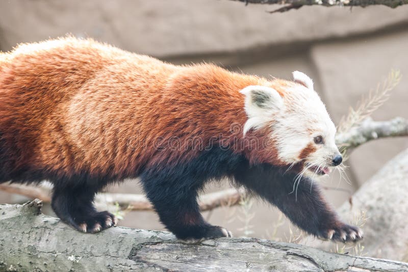 A Beautiful Small Panda in the Zoo Stock Image - Image of beautiful ...
