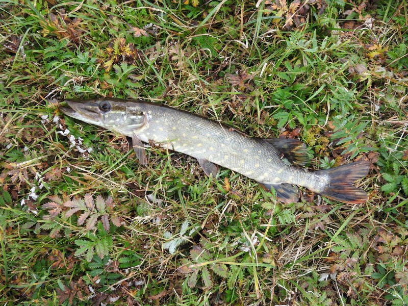 Small Pike in a Lake in Austria, Swimming Pike Under Lake Grass Stock ...
