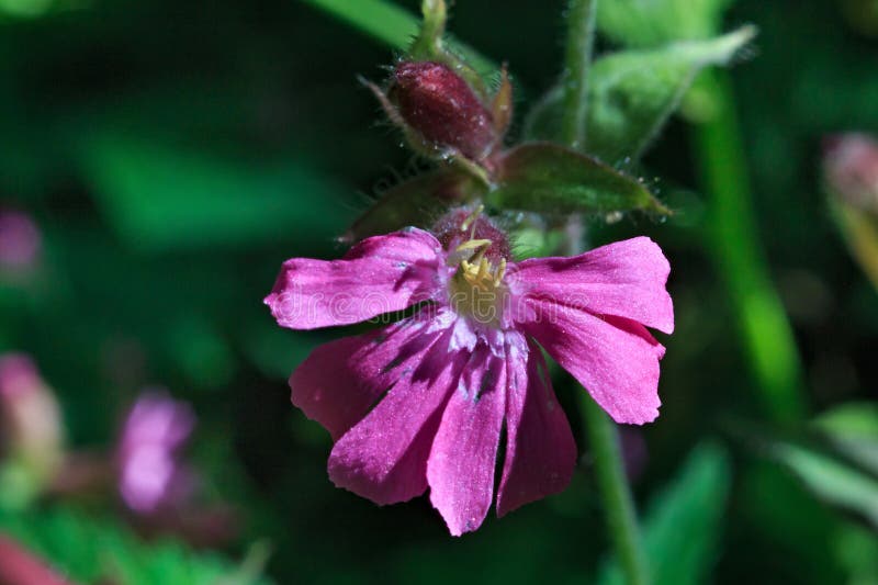 Beautiful Small Pink Flower Photographed in Macro Mode Stock Image ...