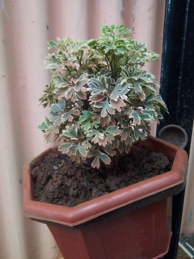 Beautiful Small Plant the Leafs are Green and Orange Stock Photo ...