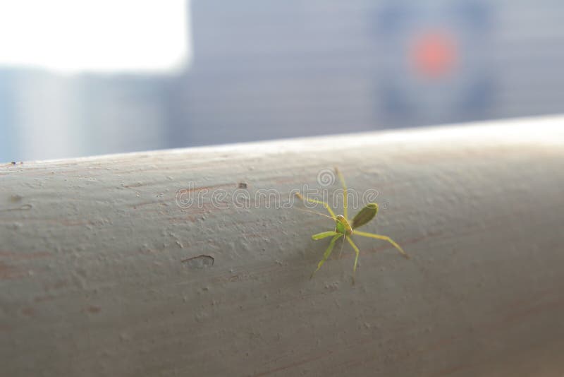 Beautiful Small Praying Mantis Stock Photo - Image of wildlife, biology ...
