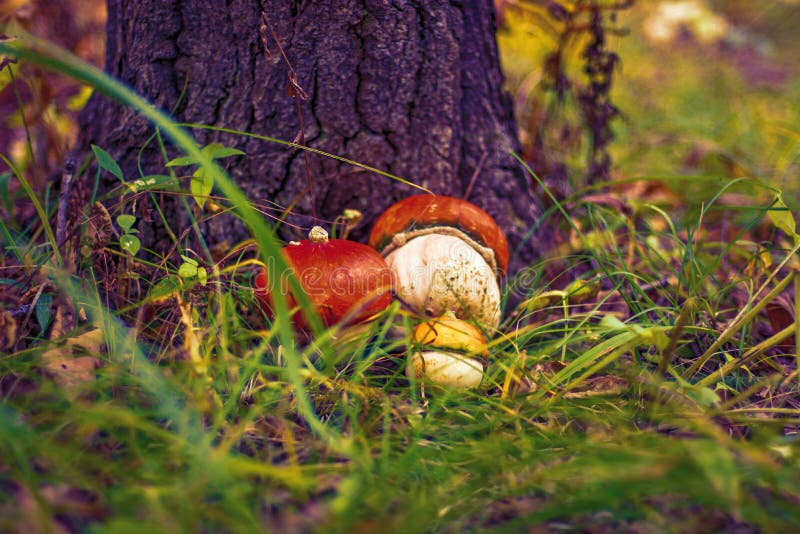 Beautiful Small Pumpkin in the Forest Under the Trees, Stock Image ...