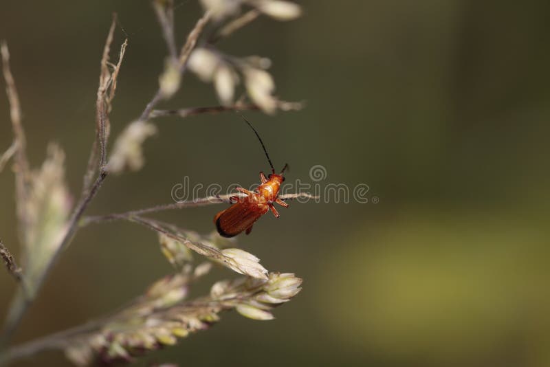 Beautiful Small Red Bug in a Meadow Stock Photo - Image of fauna ...