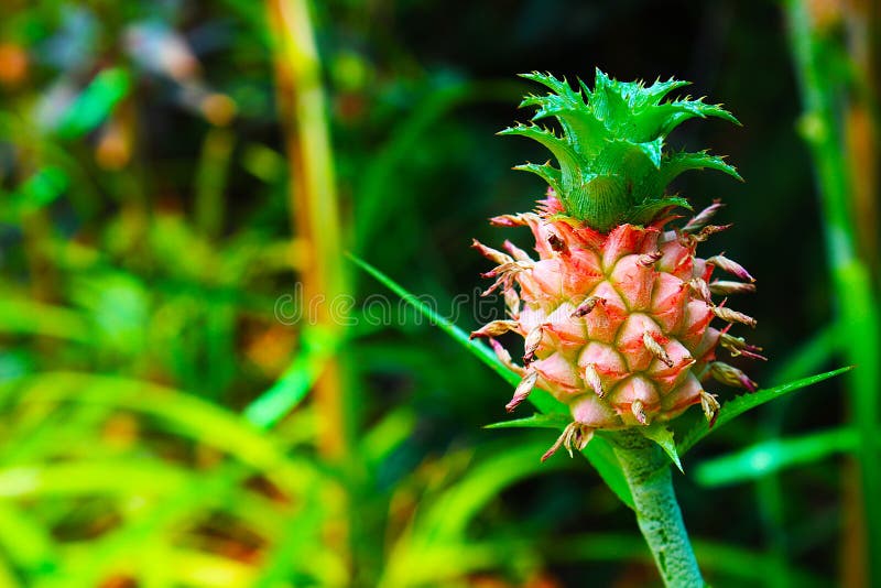 A Beautiful Small Red Pineapple Shaped Flower Stock Image - Image of ...