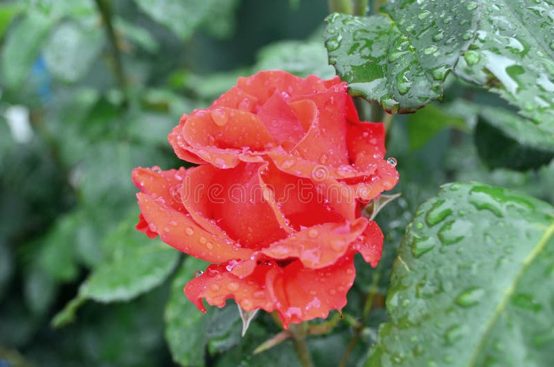 Beautiful Small Red Rose after Rain Stock Image - Image of blossom ...
