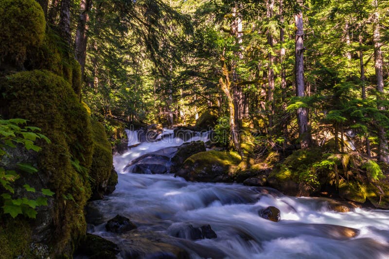 Beautiful Small River in Forest Stock Image - Image of fall, outdoor ...